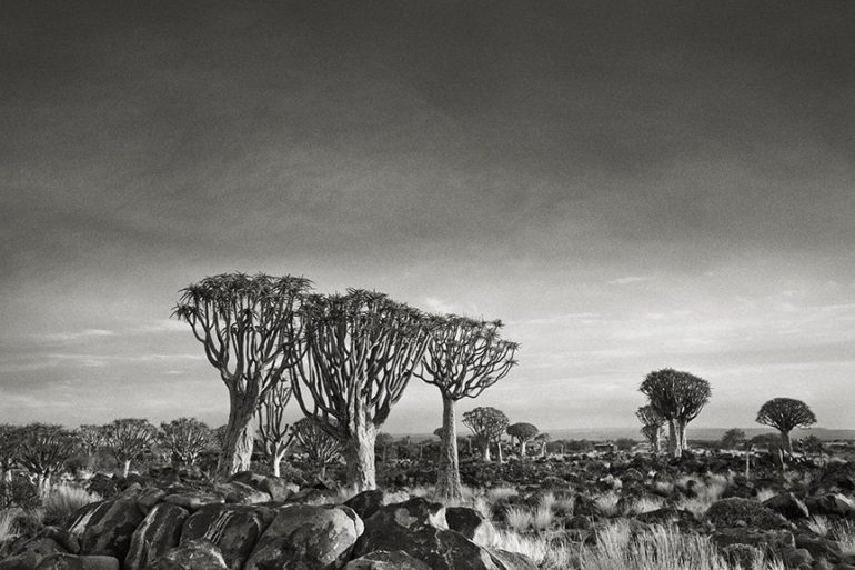 A Woman Photographed Ancient Trees for 14 Years, and Here Are the ...