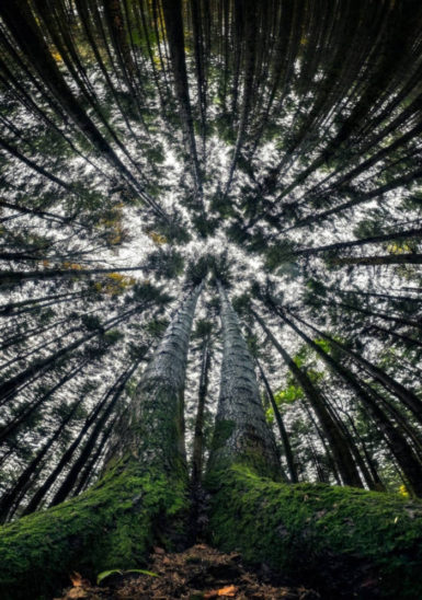 Photographer Captures Trees From A Worm's Eye View And The Result Is ...
