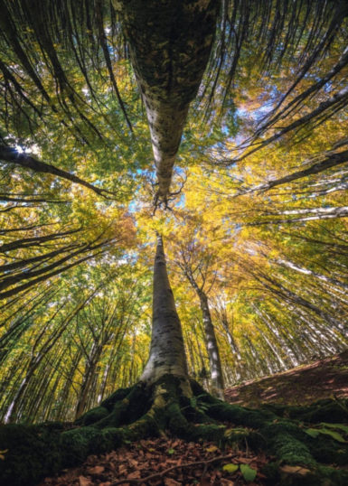 Photographer Captures Trees From A Worm's Eye View And The Result Is ...