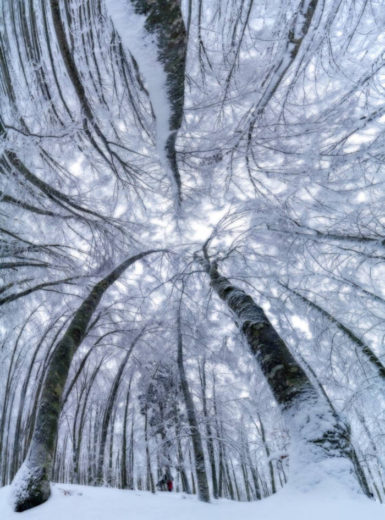 Photographer Captures Trees From A Worm's Eye View And The Result Is ...