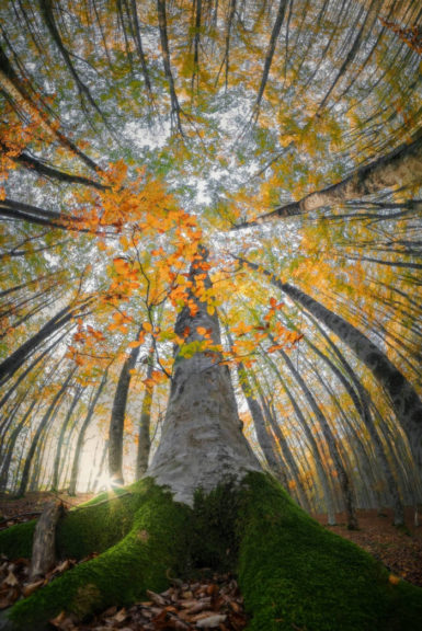 Photographer Captures Trees From A Worm's Eye View And The Result Is ...