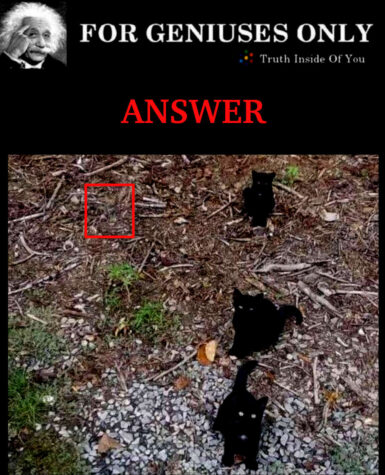 RIDDLE: Can You Find The Cat? - Truth Inside Of You